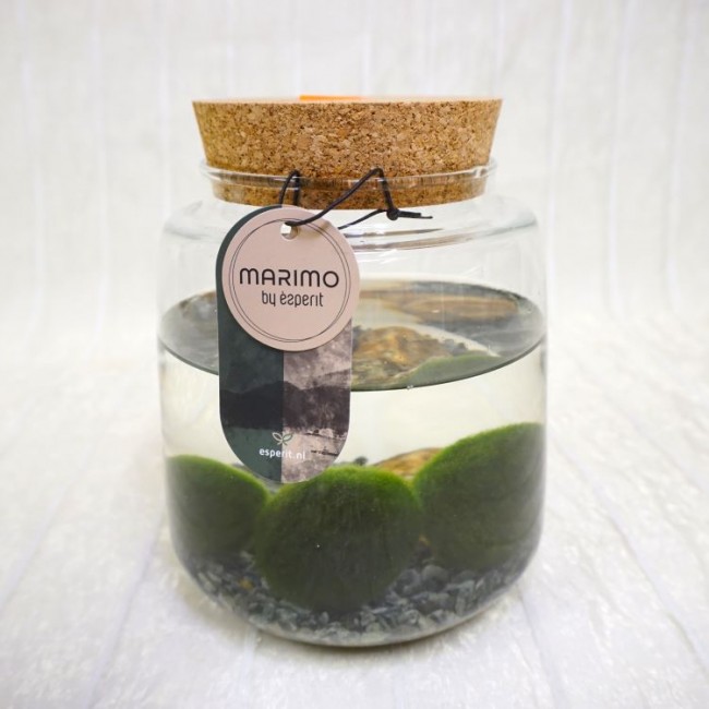 Marimo Alga Palla - Fiorista Della Santa